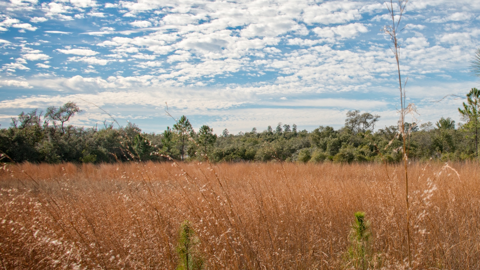 Lyonia Preserve (16 of 16) (2) (1600×900) – Friends of Lyonia Preserve